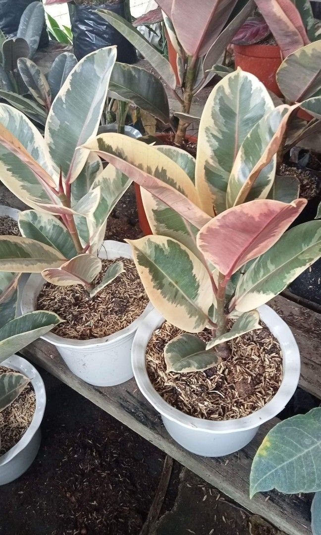 Tricolor Rubber Tree, Furniture & Home Living, Gardening, Plants ...