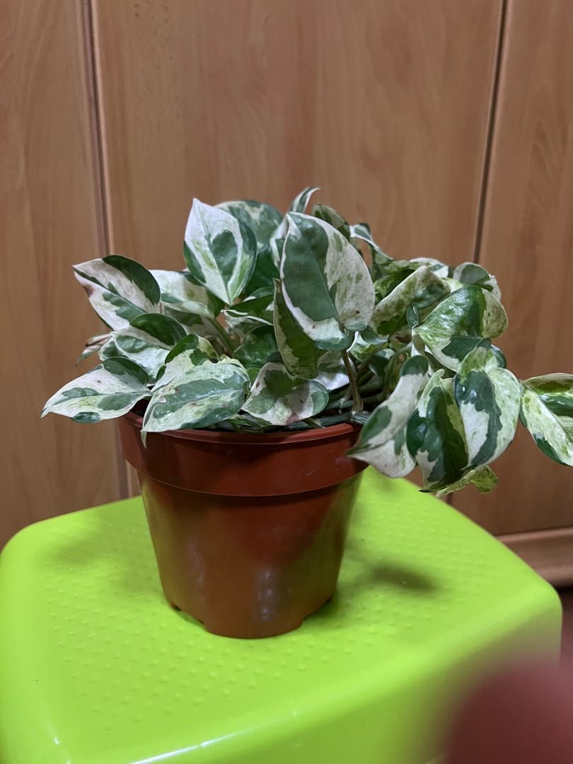 Variegated Money Plant / Enjoy Pothos, Furniture & Home Living ...