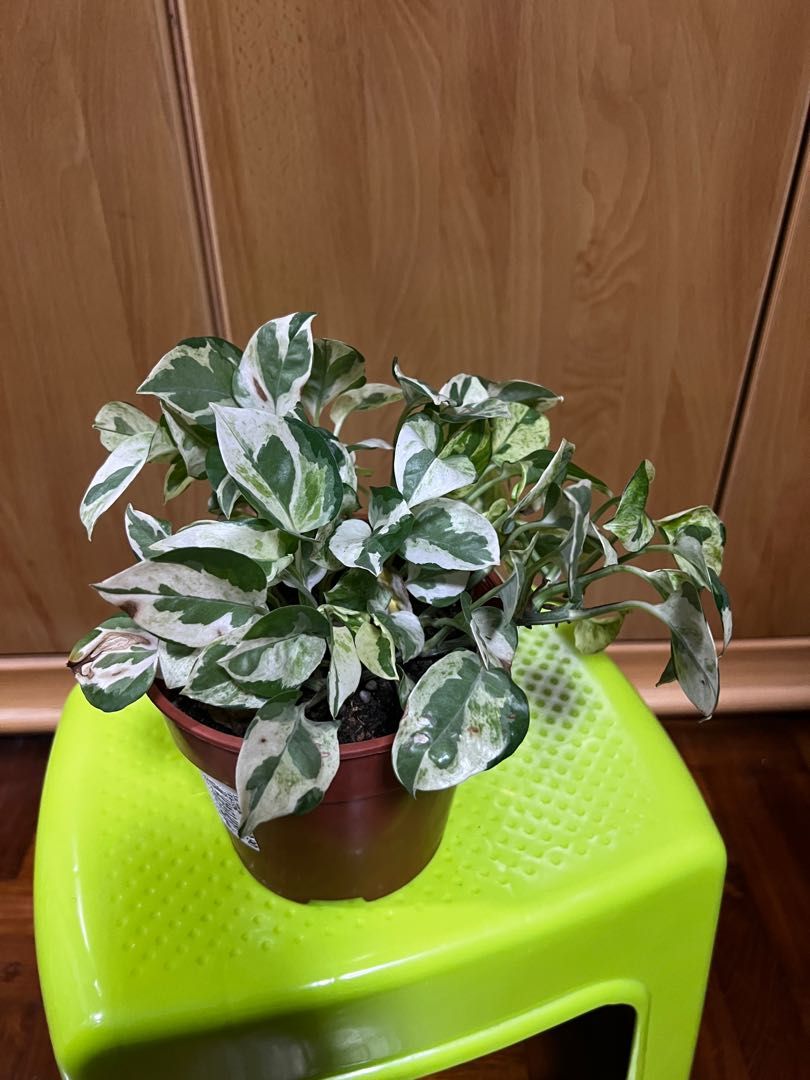 Variegated Money Plant / Enjoy Pothos, Furniture & Home Living ...
