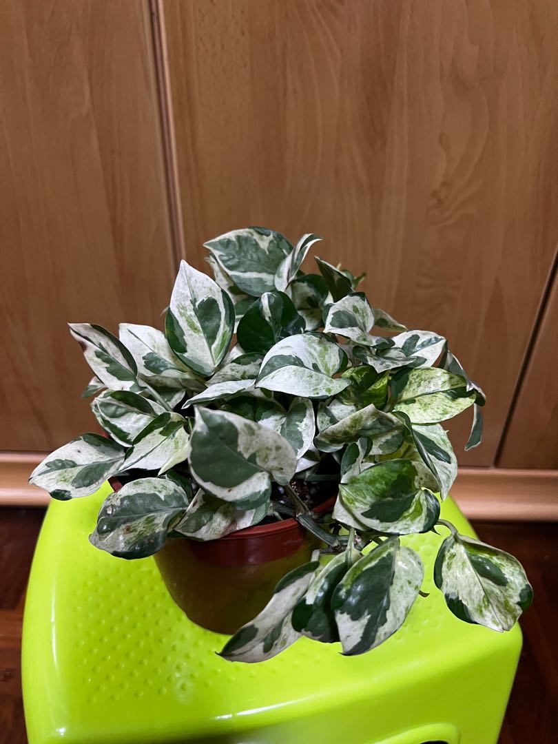 Variegated Money Plant / Enjoy Pothos, Furniture & Home Living ...