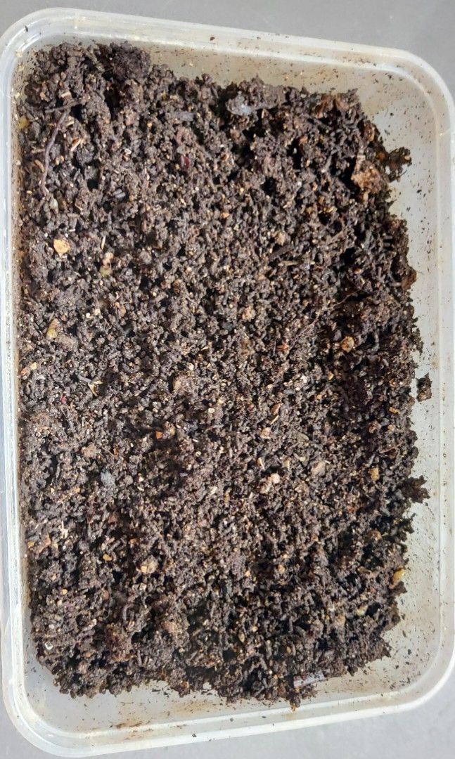 African Nightcrawler Worm Casting, Furniture & Home Living, Gardening ...