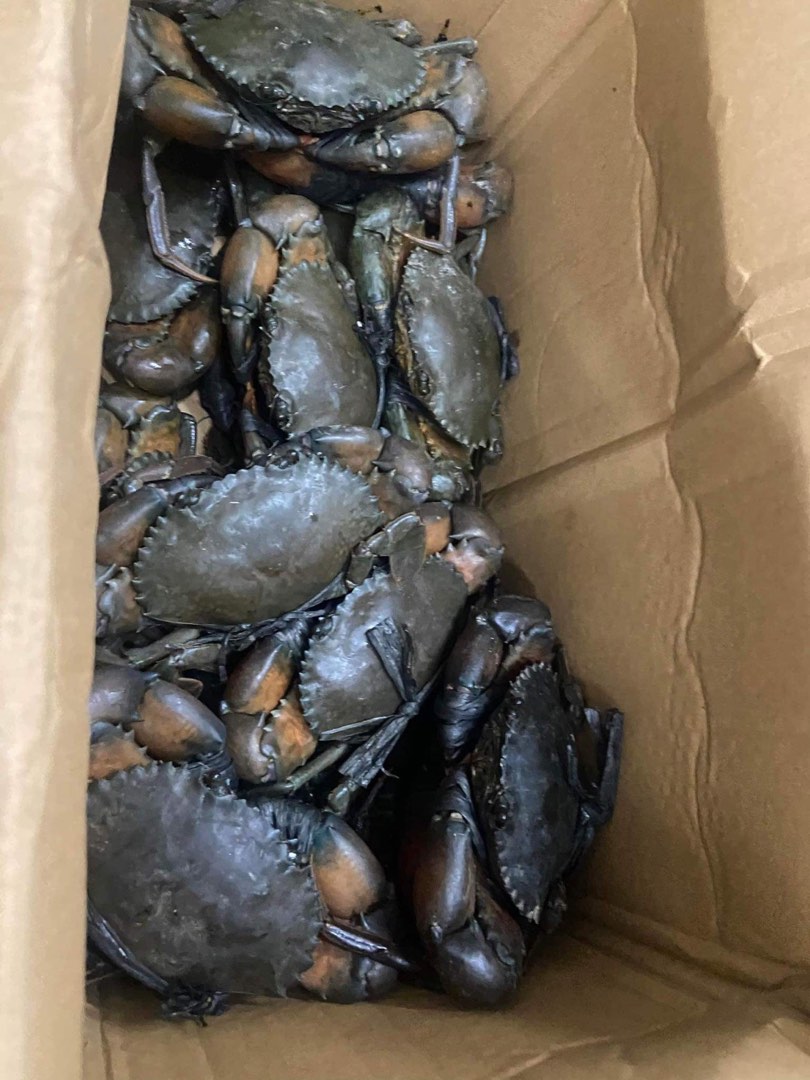 Alive male crab 350-400g .Indonesia crab, Food & Drinks, Fresh Produce ...