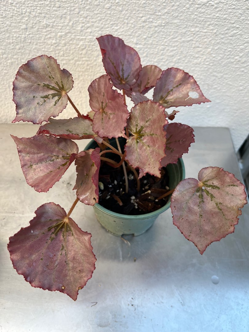 Begonia Martin Mystery, Furniture & Home Living, Gardening, Plants ...