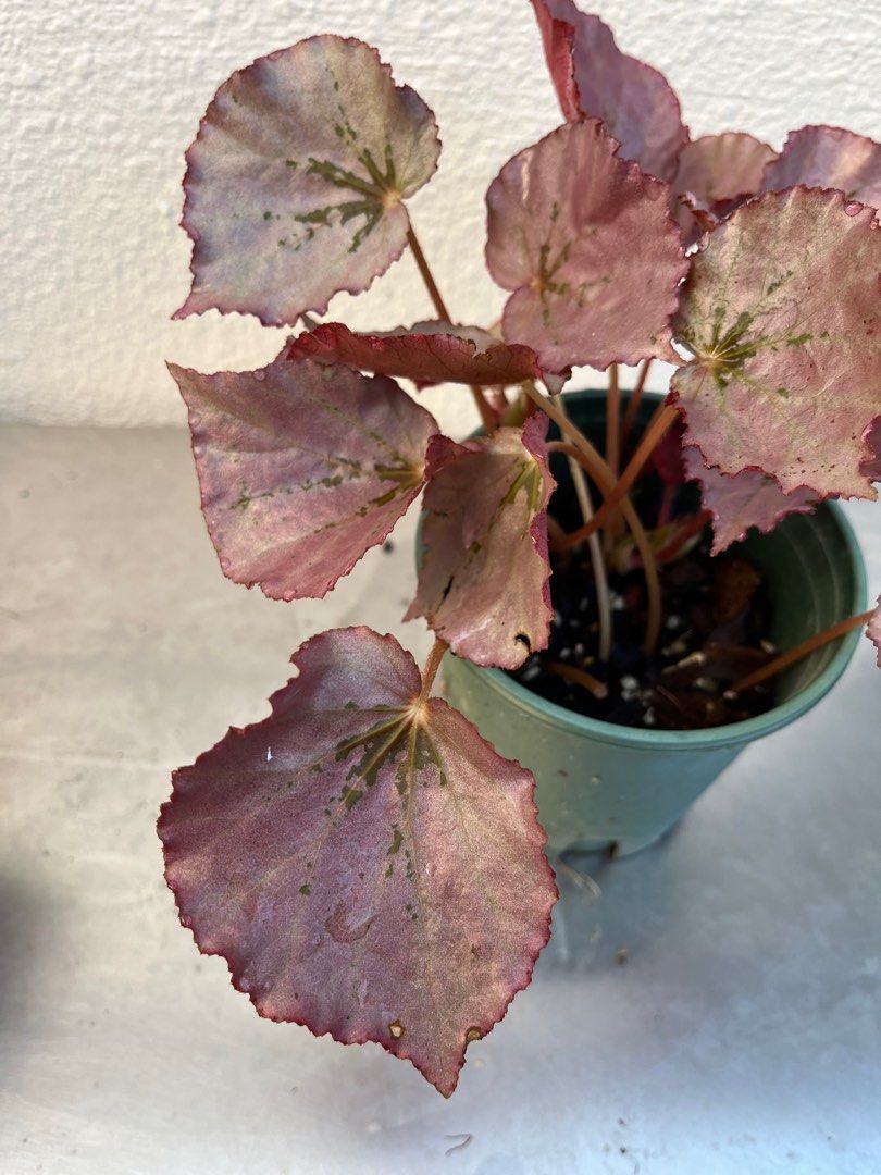 Begonia Martin Mystery, Furniture & Home Living, Gardening, Plants ...