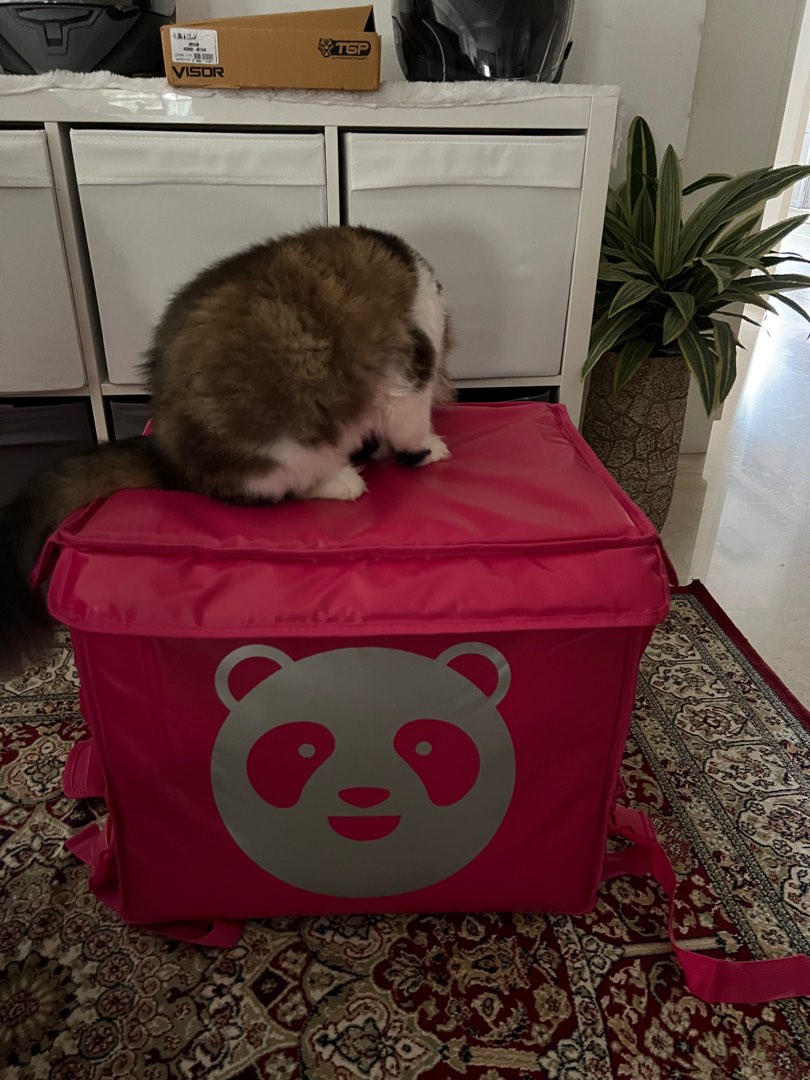 Foodpanda Motorcyclist Set, Motorcycles, Motorcycle Accessories on ...