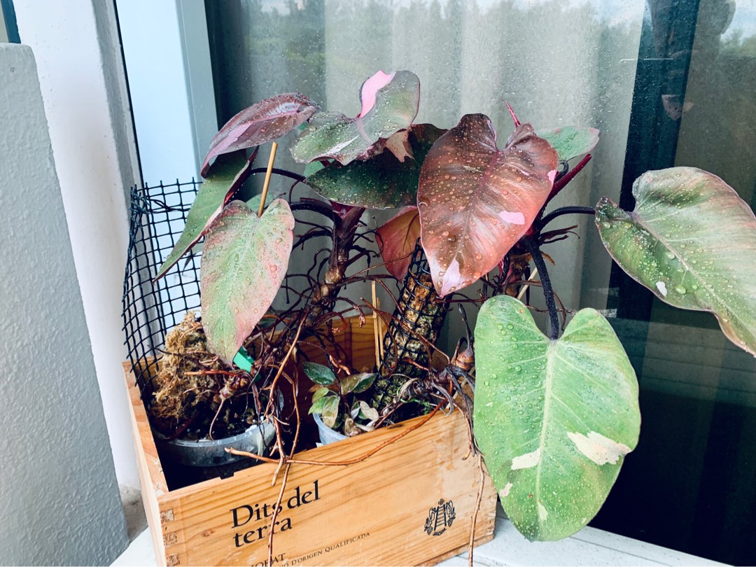 Philodendron Pink Princess motherplant x 2, Furniture & Home Living ...