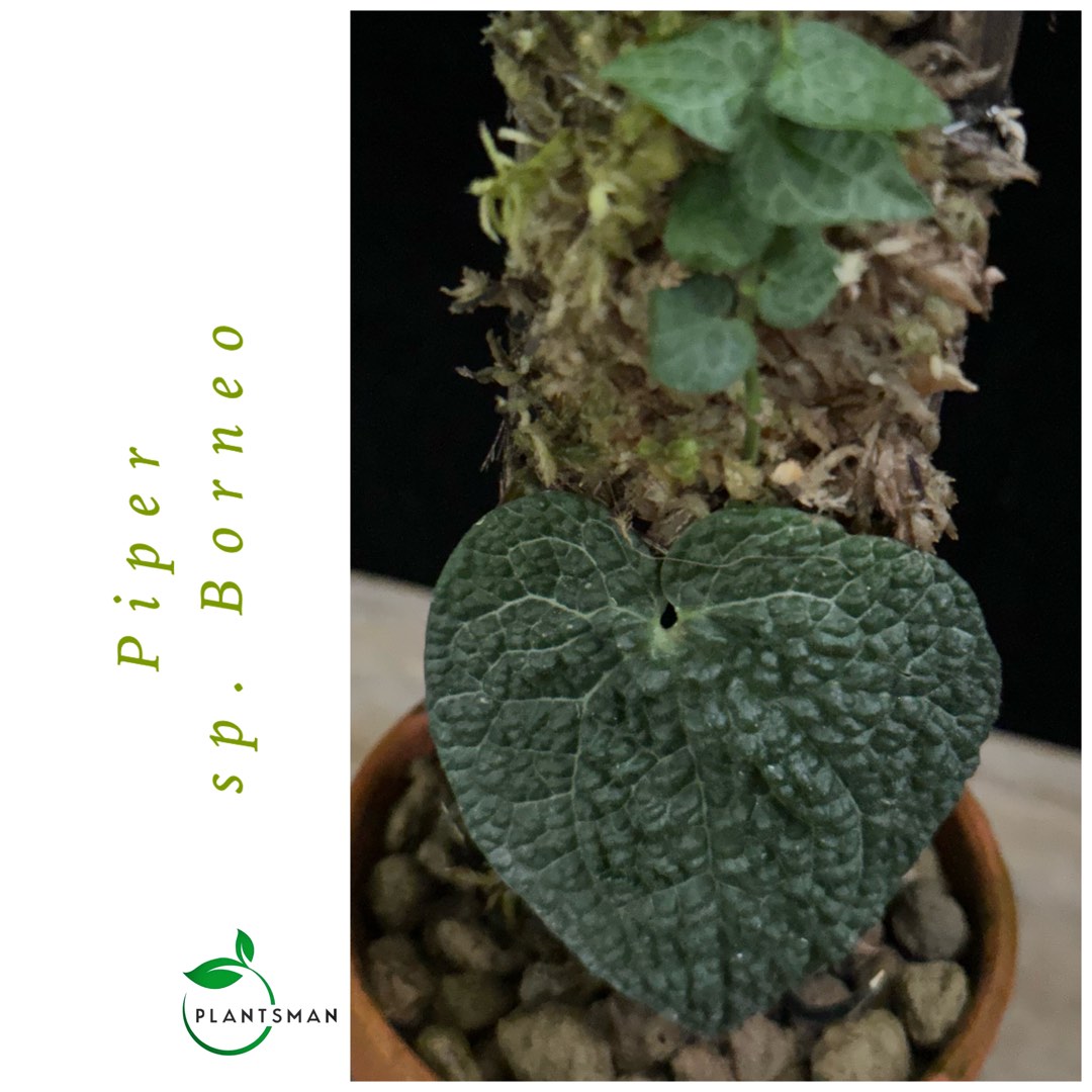 Piper sp. Borneo, Furniture & Home Living, Gardening, Plants & Seeds on ...