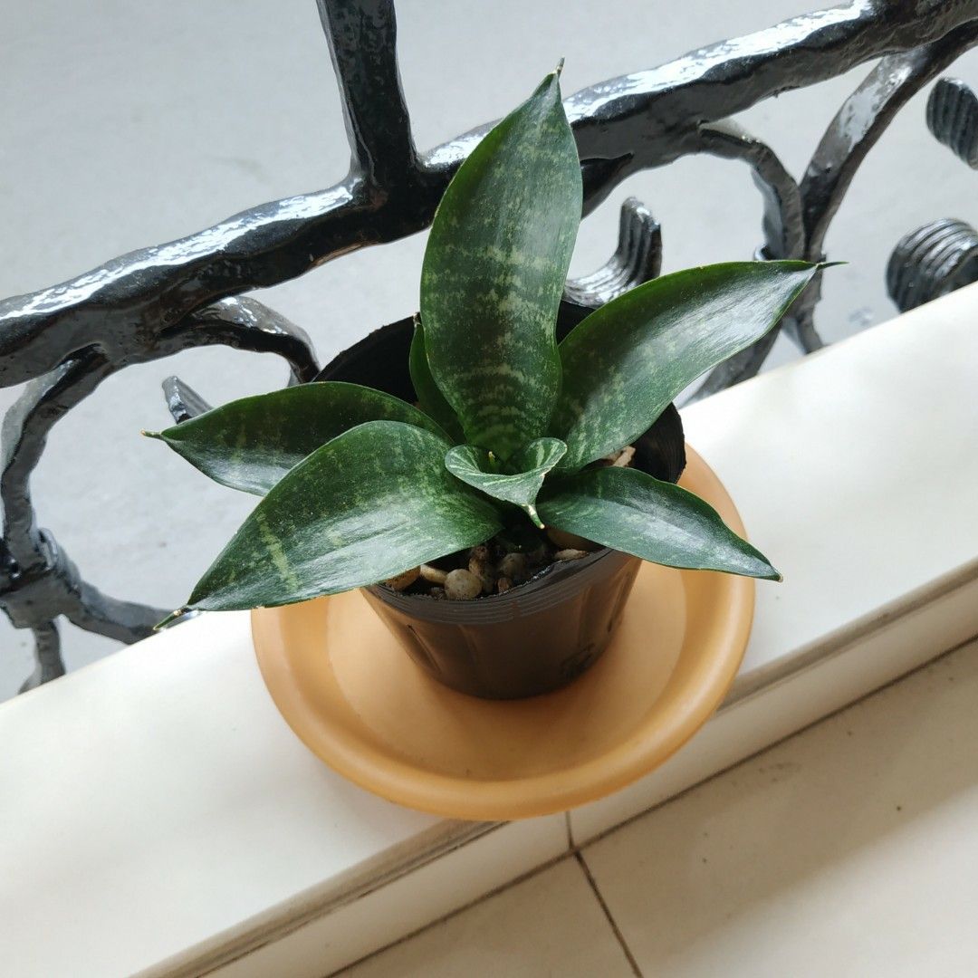 Sansevieria/ Snake Plant/ Mother in law's Tongue, in soft seedling ...