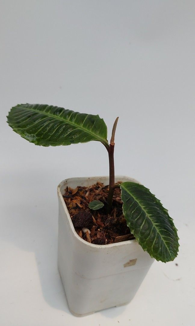 Labisia fish bone, Furniture & Home Living, Gardening, Plants & Seeds ...