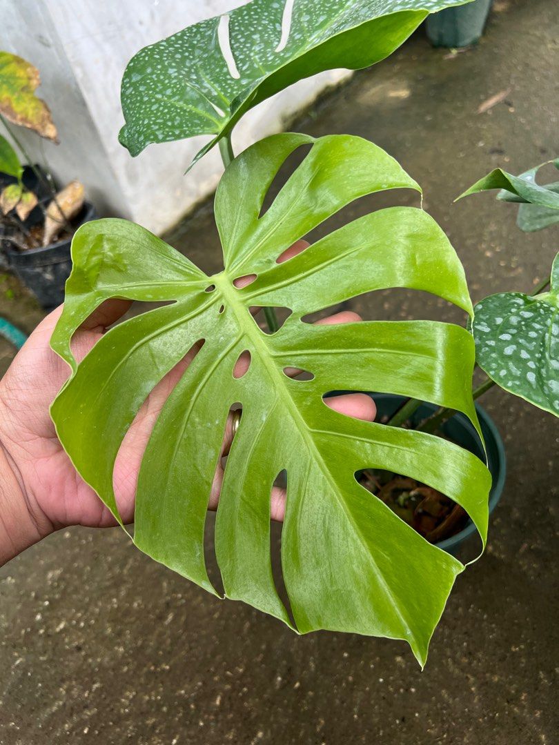 Monstera deliciosa compacta, Furniture & Home Living, Gardening, Plants ...