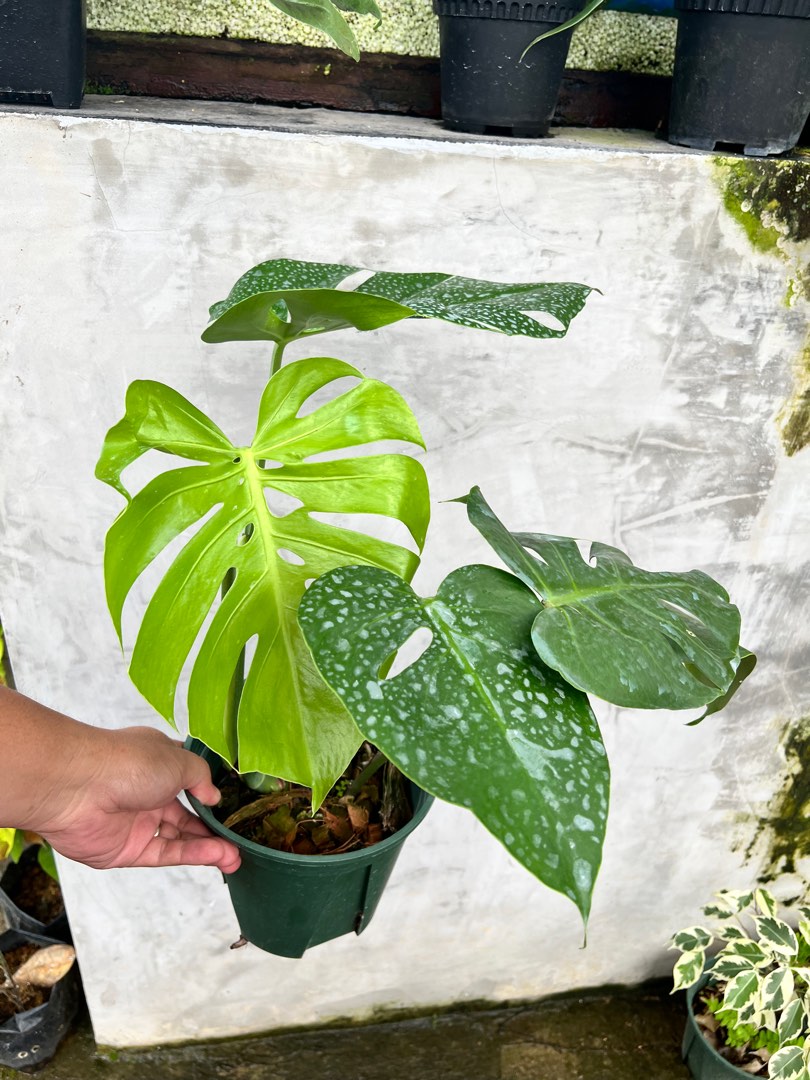 Monstera deliciosa compacta, Furniture & Home Living, Gardening, Plants ...