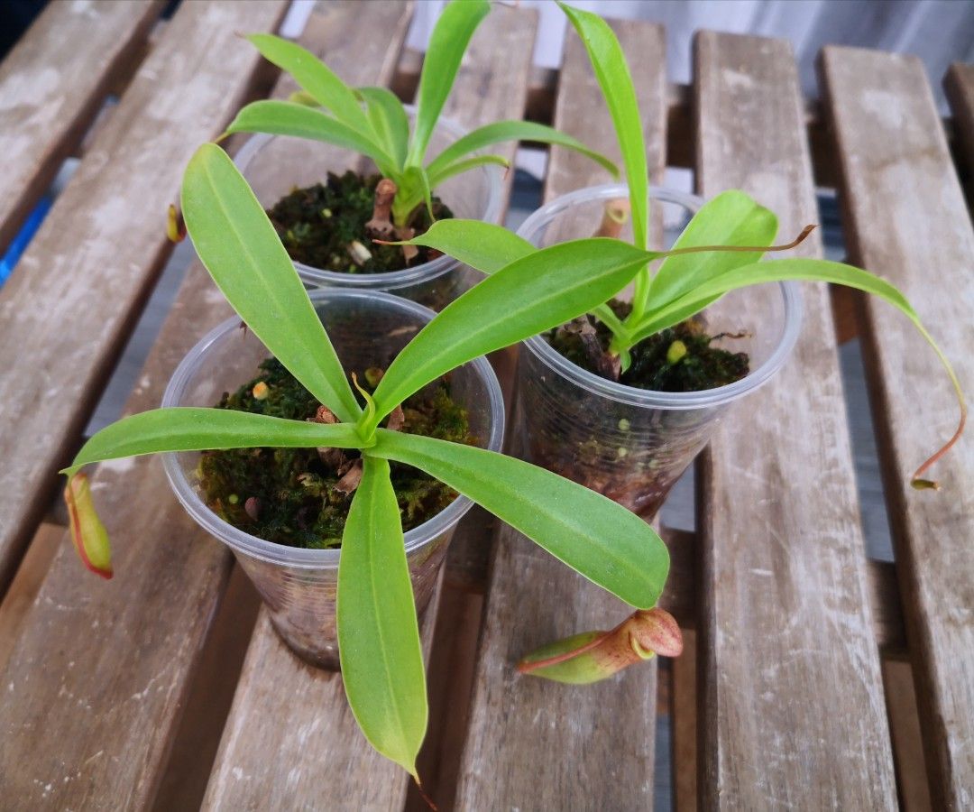 Nepenthes ventrata pitcher plant rooted cuttings, Furniture & Home ...