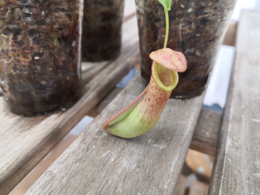 Nepenthes ventrata pitcher plant rooted cuttings, Furniture & Home ...