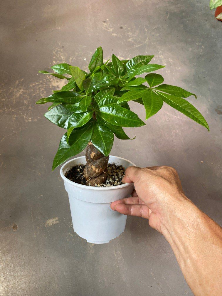 Pachira Aquatic (Fa Chai Shu), Furniture & Home Living, Gardening ...