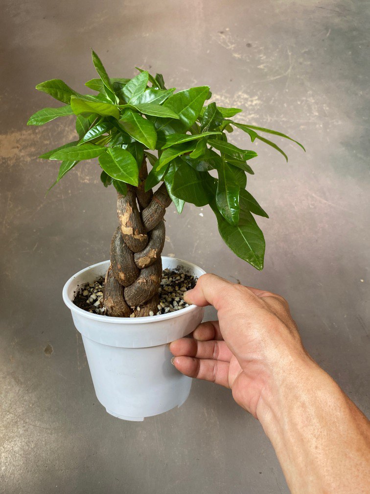 Pachira Aquatic (Fa Chai Shu), Furniture & Home Living, Gardening ...