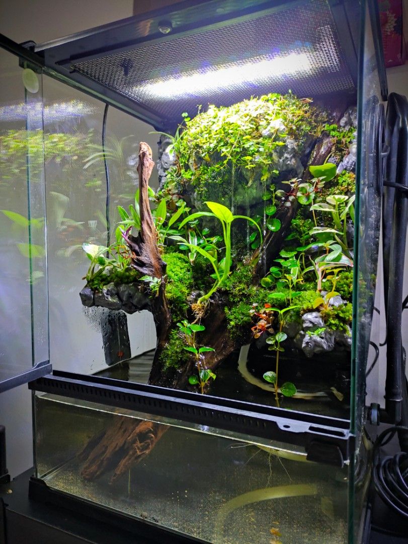 Paludarium enclosure tank, reptile tank, Pet Supplies, Homes & Other ...