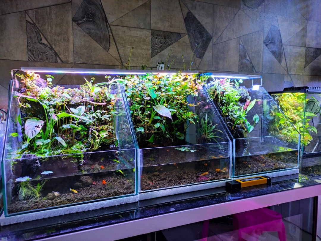 Paludarium tank, aquarium, glass tank, Pet Supplies, Homes & Other Pet ...