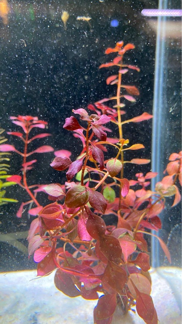 rotala green/ludwigia super red/alternanthera reineckii/hornwort, Pet ...