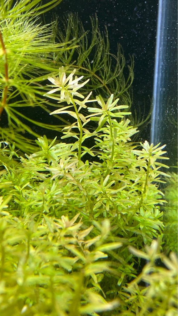 rotala green/ludwigia super red/alternanthera reineckii/hornwort, Pet ...