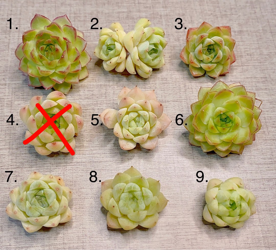 Succulent Hybrids / Rose / Elegan Alba / Queen, Furniture & Home Living ...
