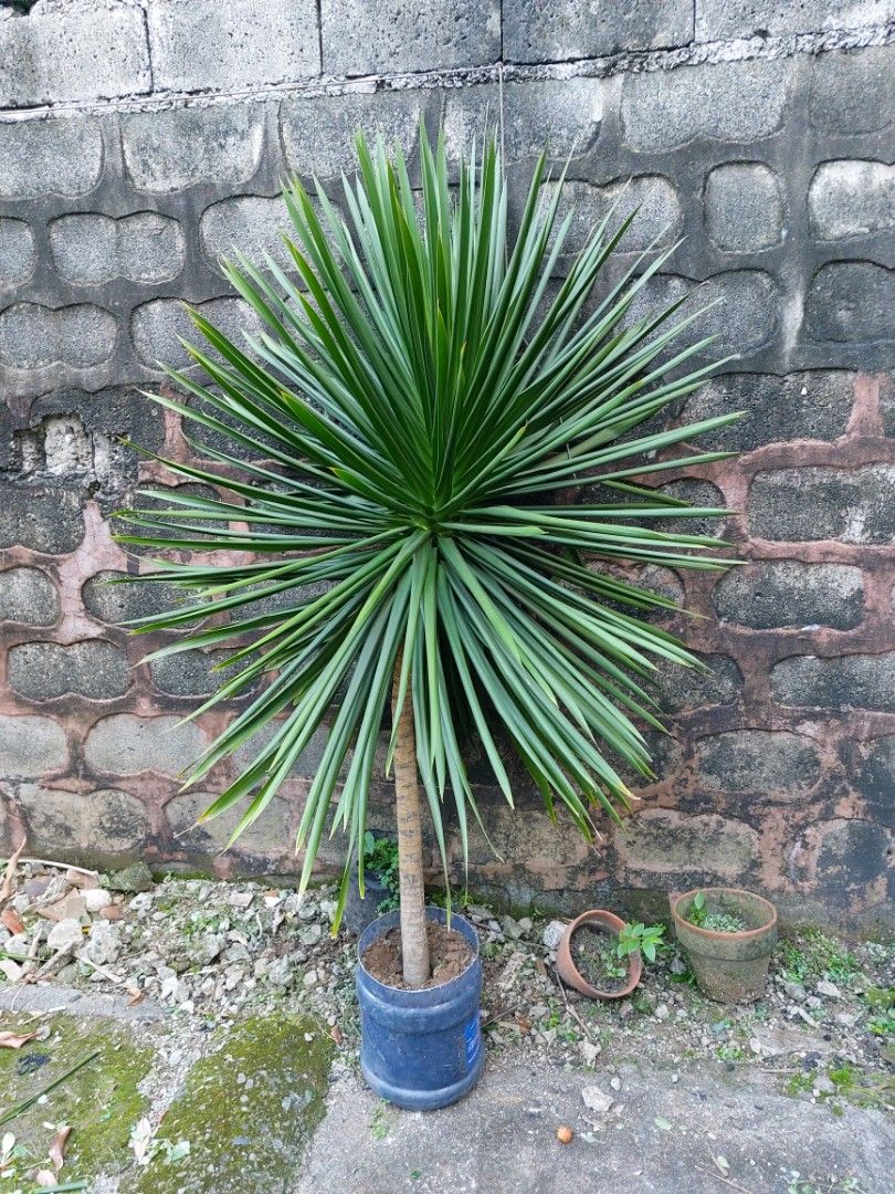 JAPANESE YUCCA TREE, Furniture & Home Living, Gardening, Plants & Seeds ...