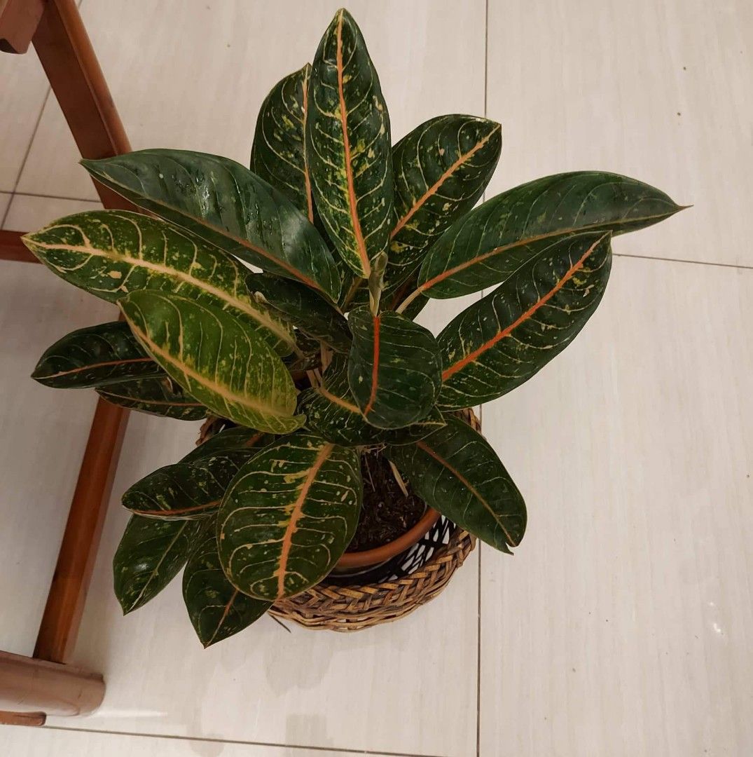 Agloenema Donya Carmen, Furniture & Home Living, Gardening, Plants ...