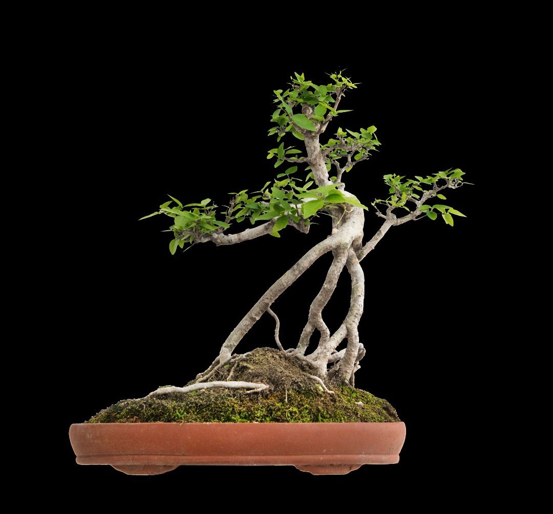 Bonsai 40cm Shui Mei Water Jasmine Wrightia Religiosa, Furniture & Home ...