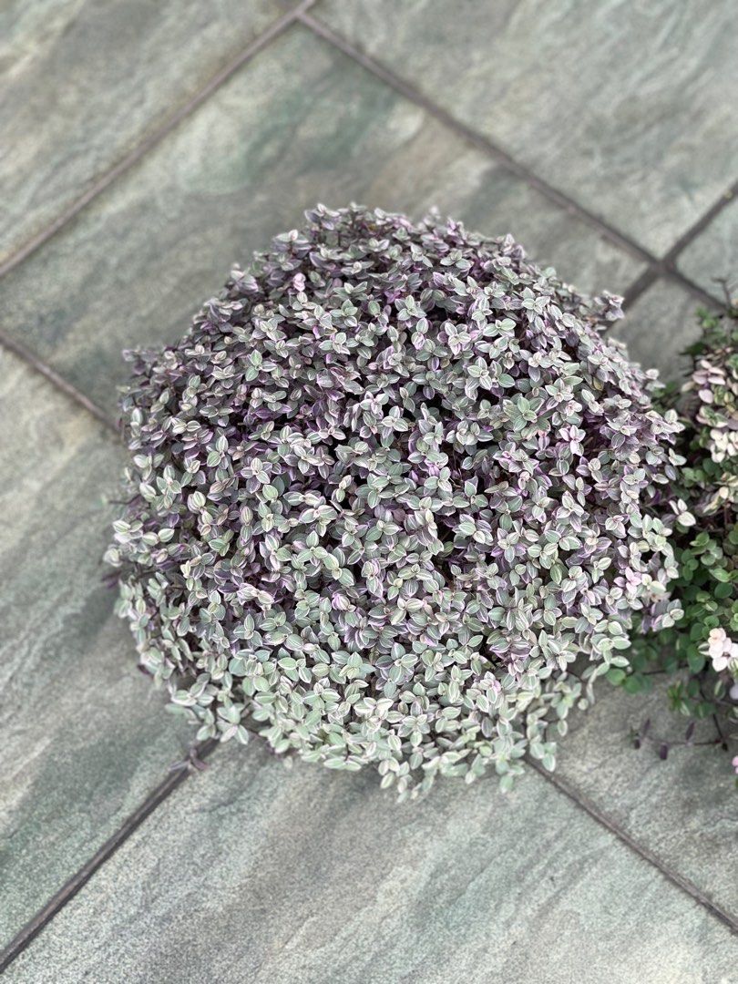 Callisia repens pink lady, Furniture & Home Living, Gardening, Plants ...