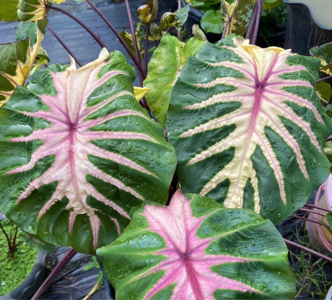 Colocasia Waikiki, Furniture & Home Living, Gardening, Plants & Seeds ...