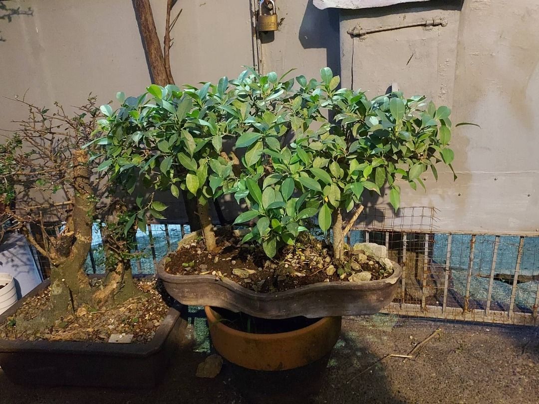 ficus forest bonsai, Furniture & Home Living, Gardening, Plants & Seeds ...
