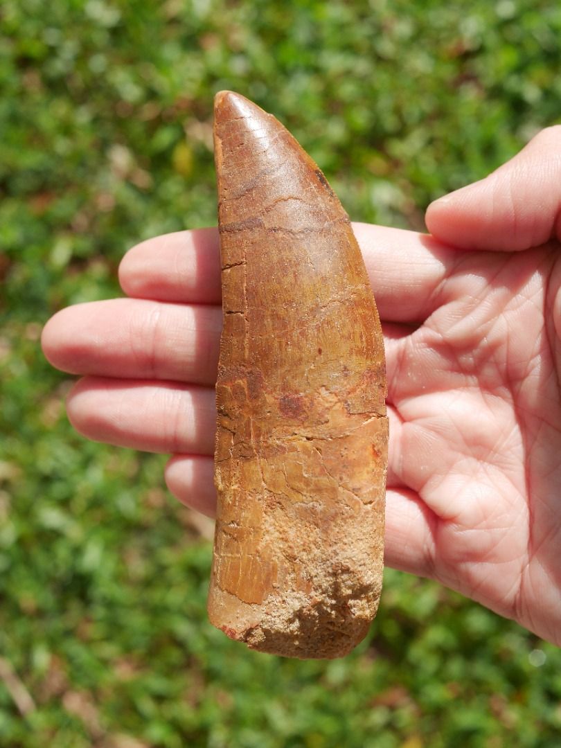 Giant Carcharodontosaur rooted dinosaur tooth fossil, Hobbies & Toys ...