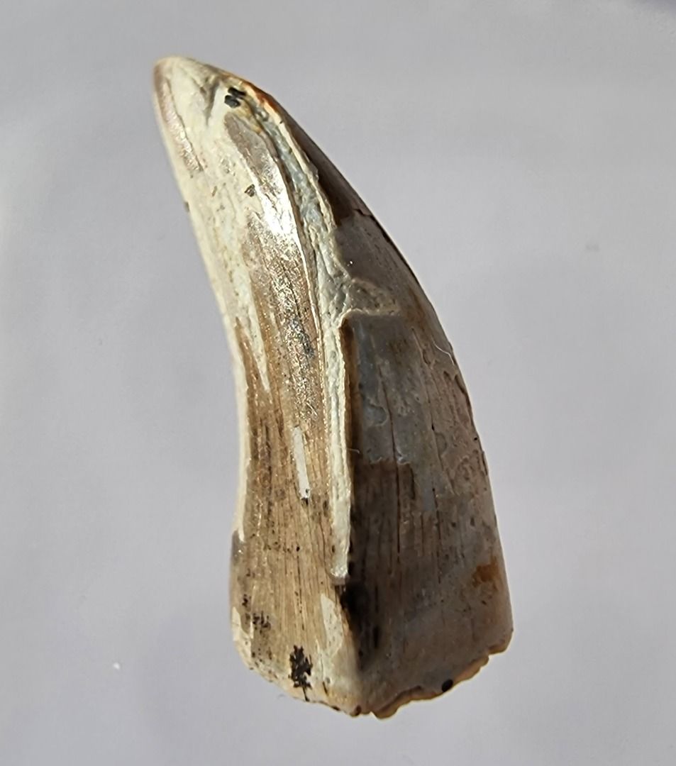 Juvenile Tyrannosaurus rex fossil tooth T-Rex, Hobbies & Toys ...