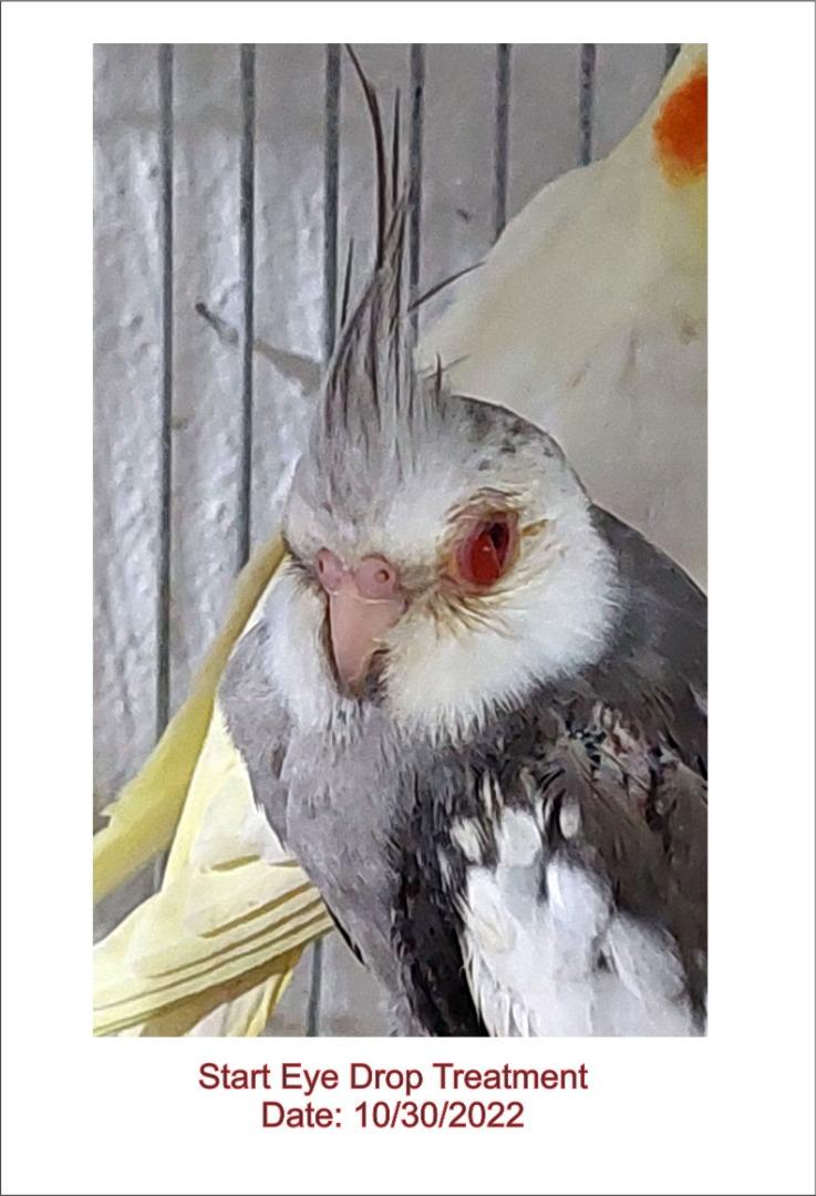 Magnifica One Eye Cold Treatment for Birds and Pigeons, Pet Supplies ...