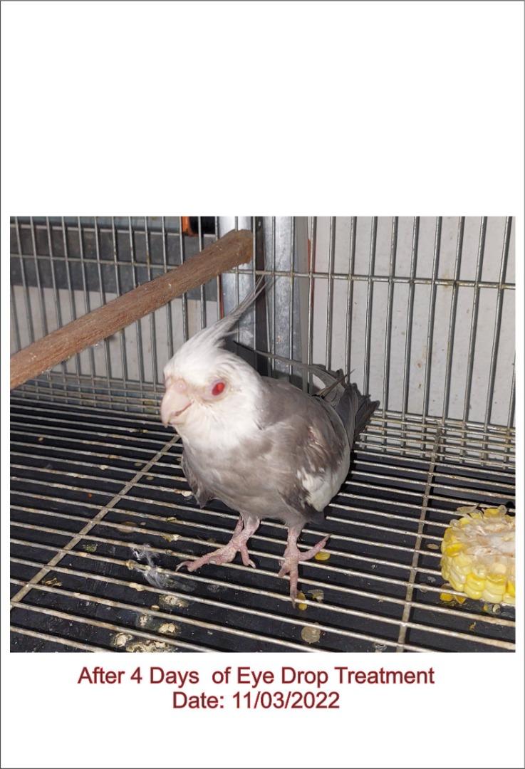 Magnifica One Eye Cold Treatment for Birds and Pigeons, Pet Supplies ...