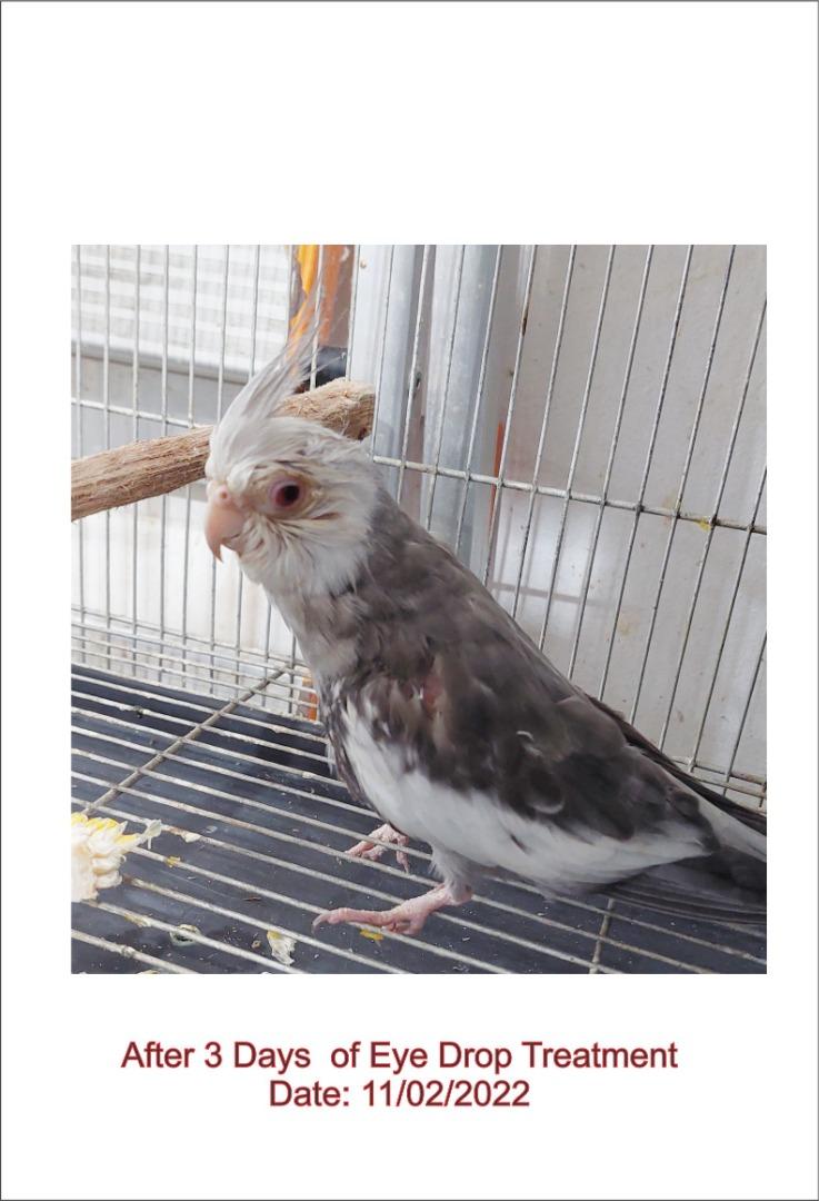 Magnifica One Eye Cold Treatment for Birds and Pigeons, Pet Supplies ...