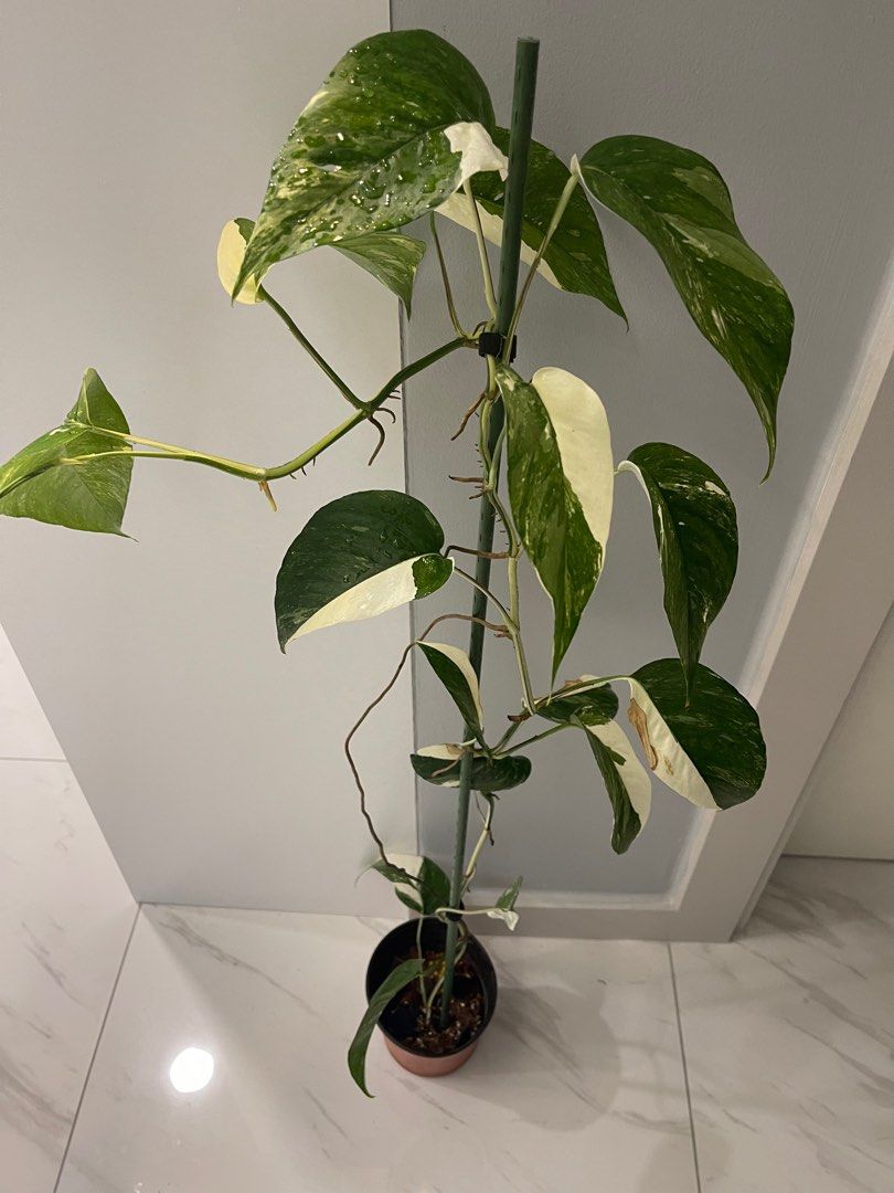Philodendron Epipremnum Albo, Furniture & Home Living, Gardening ...