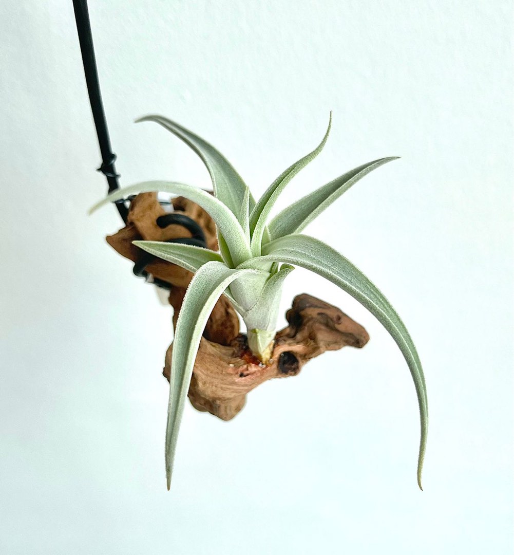 T. barfussii ,Tillandsia airplant, Furniture & Home Living, Gardening ...