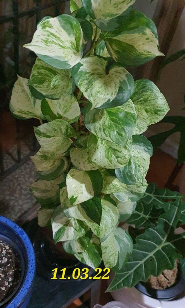 Trailing Manjula Pothos Pot B with Moss Pole, Furniture & Home Living ...