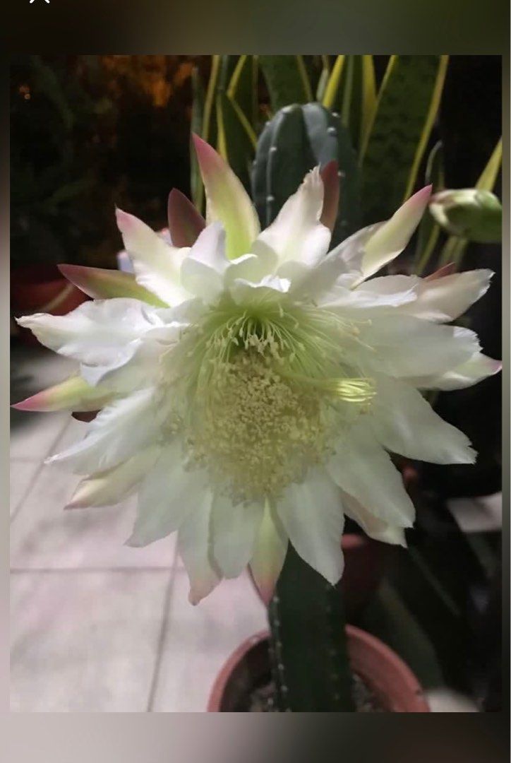 37 cm Tall Peruvian Cereus Cactus. Can have lovely white / beige Big ...