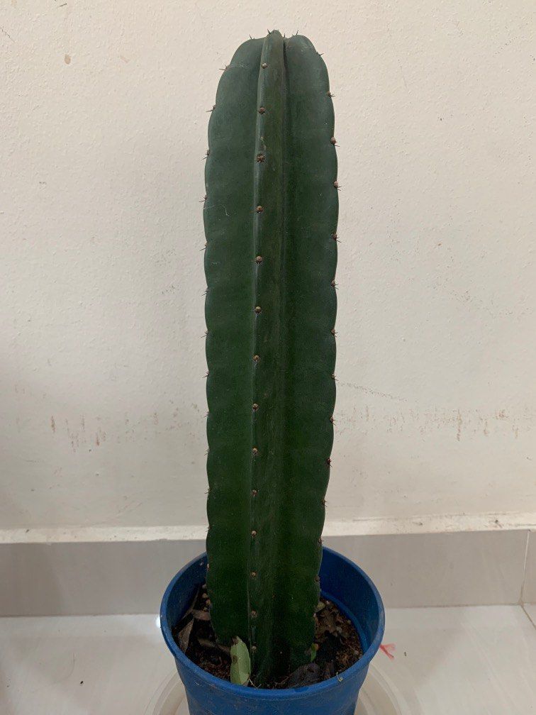 37 cm Tall Peruvian Cereus Cactus. Can have lovely white / beige Big ...