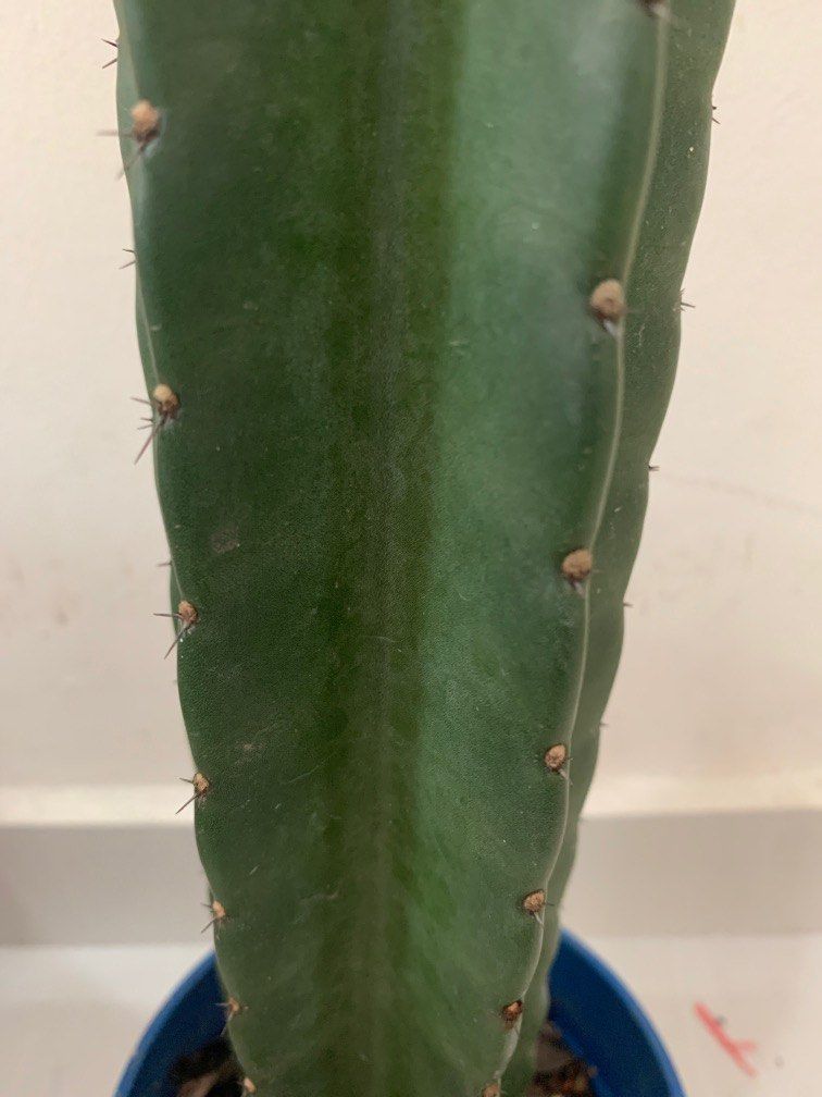 37 cm Tall Peruvian Cereus Cactus. Can have lovely white / beige Big ...