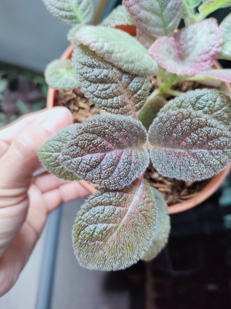 3 types of Episcia, Furniture & Home Living, Gardening, Plants & Seeds ...