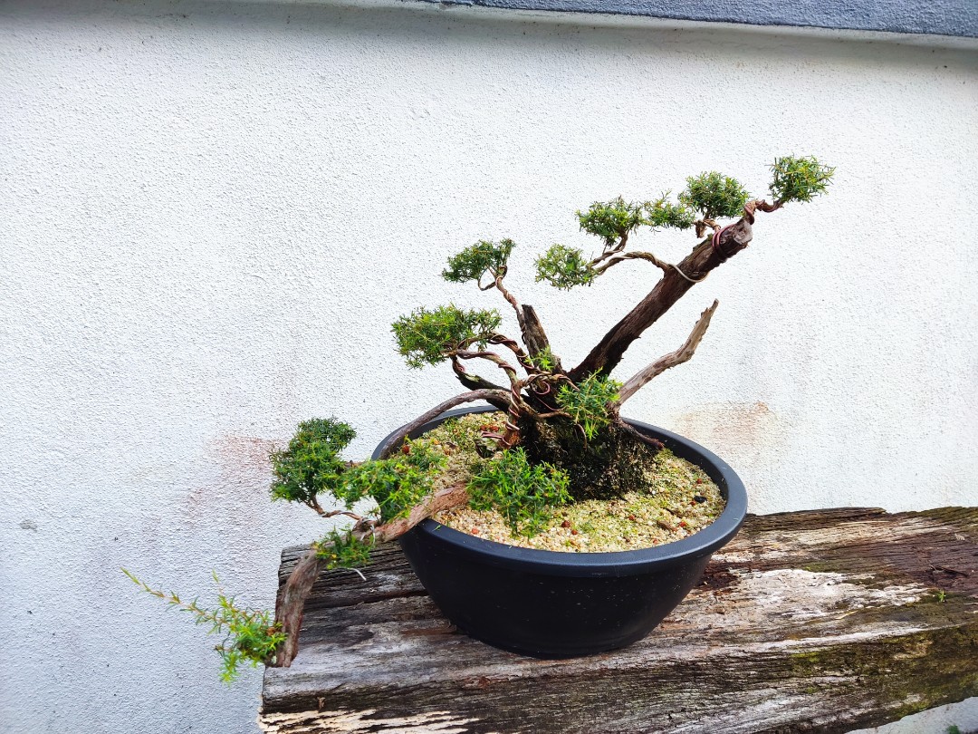 Bonsai Coreng Atap/ Cucur Atap, Furniture & Home Living, Gardening ...