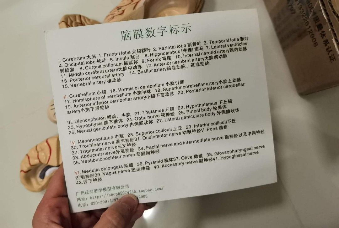 Brain model, Everything Else on Carousell