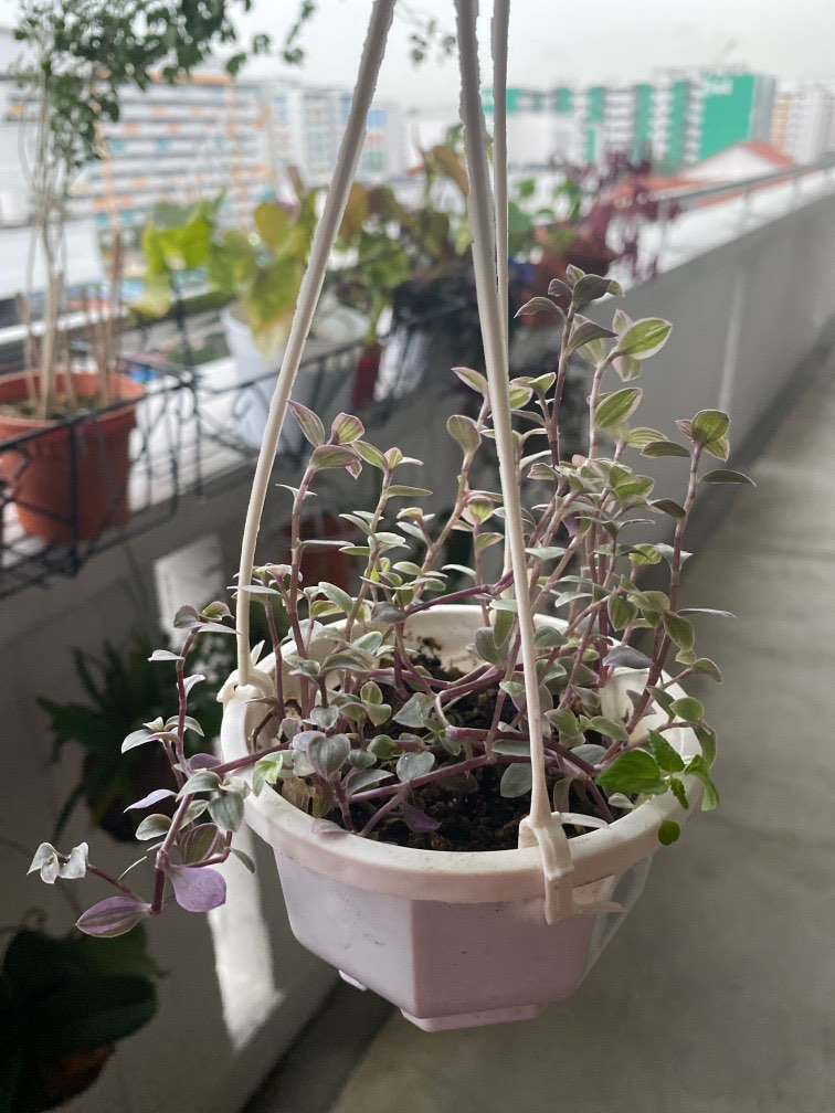 Callisia Repens, Furniture & Home Living, Gardening, Plants & Seeds on ...