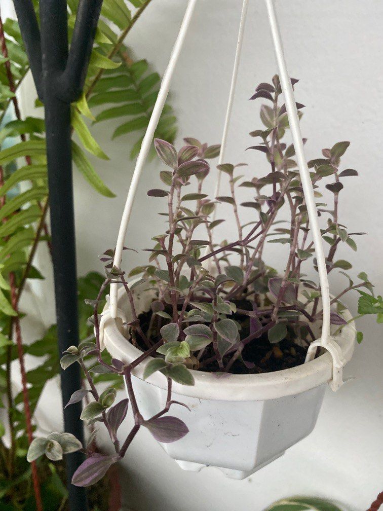 Callisia Repens, Furniture & Home Living, Gardening, Plants & Seeds on ...