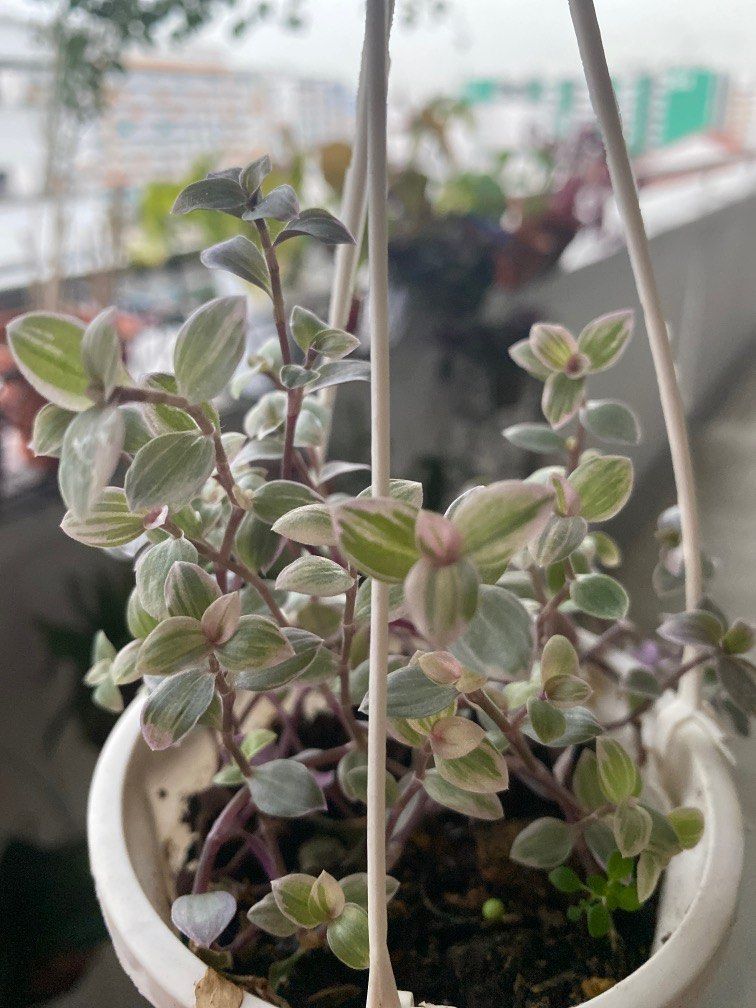 Callisia Repens, Furniture & Home Living, Gardening, Plants & Seeds on ...
