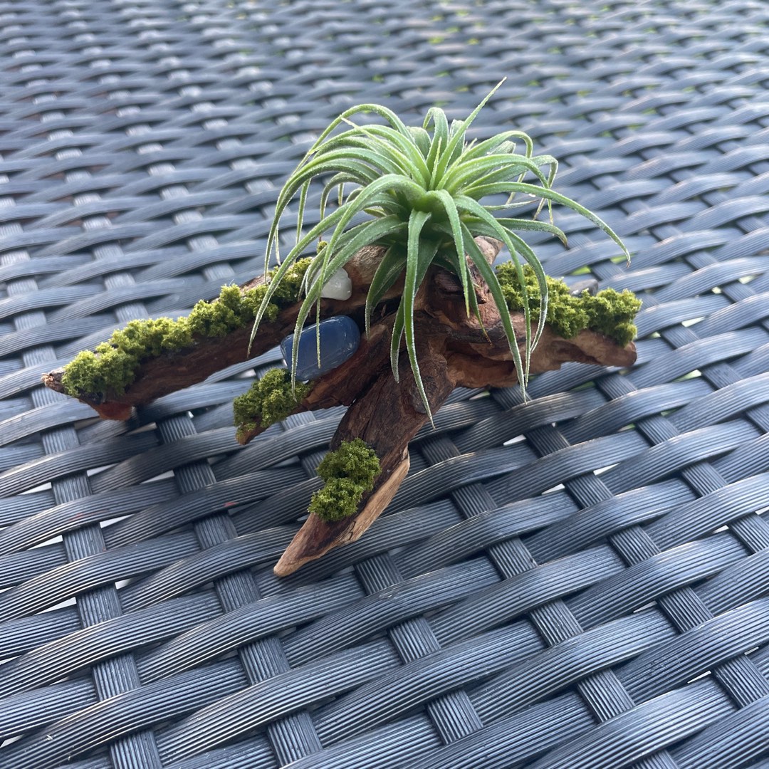 Droopy leaf (natural) air plant t. Ionantha art piece display perfect ...