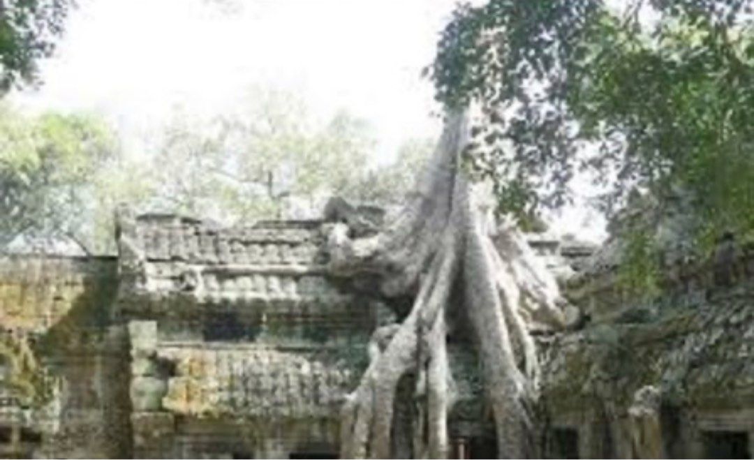 KAYU AJI WINONG JAWA ASLI, Hobbies & Toys, Memorabilia & Collectibles ...