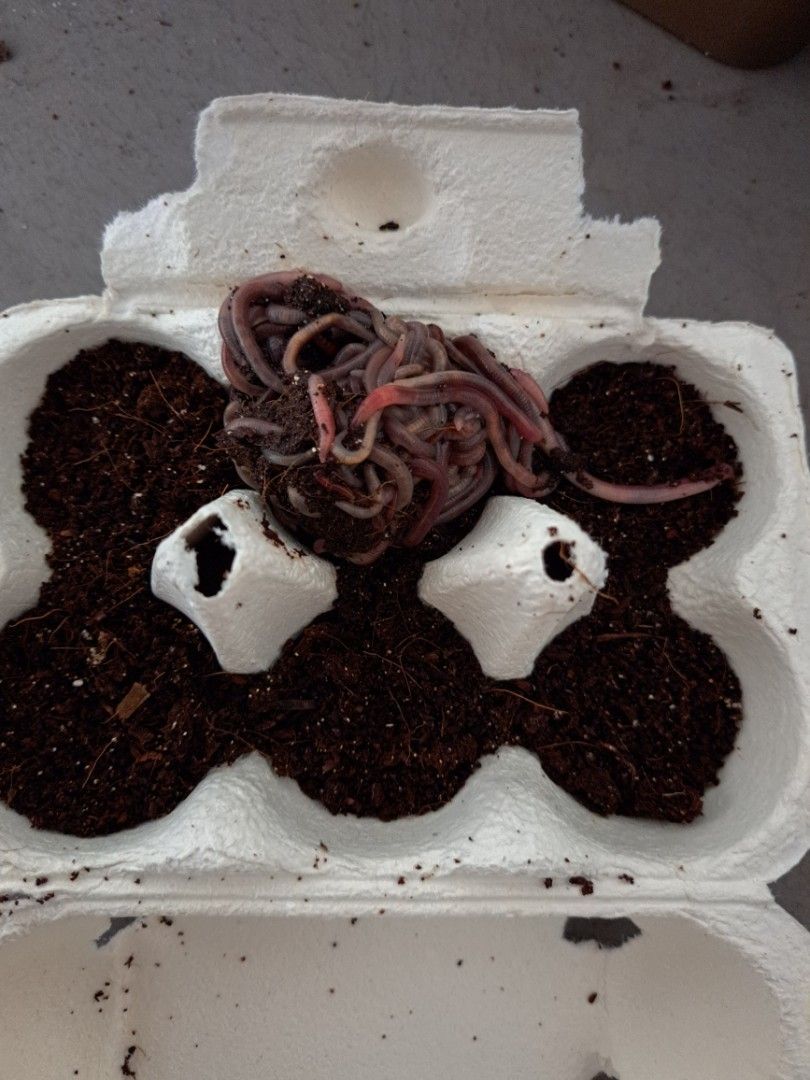 Malaysian Blue Composting Worms, Furniture & Home Living, Gardening ...
